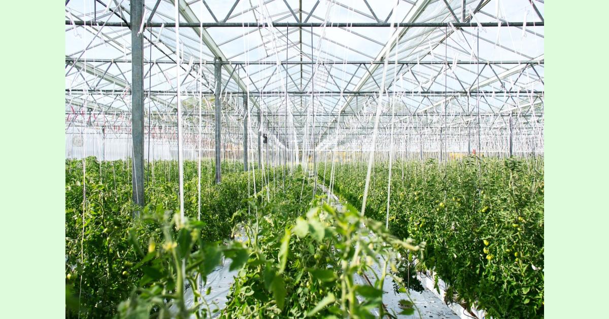 Why an Increasing Number of Growers Choose Second-hand Greenhouse ...