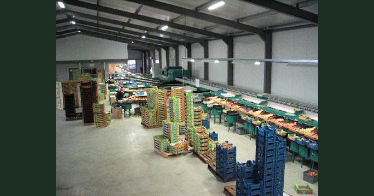 Greefa GeoSort 6 line sorting machine • Duijndam Machines