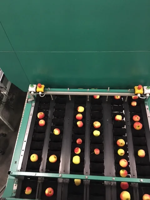 Greefa MSE sorting machine with Burg bin water dumper • Duijndam Machines