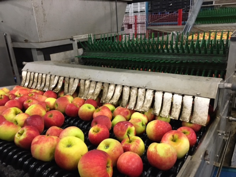 Greefa MSE sorting machine with Burg bin water dumper • Duijndam Machines