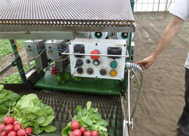Koppert harvester and bunching machine for radish • Duijndam Machines
