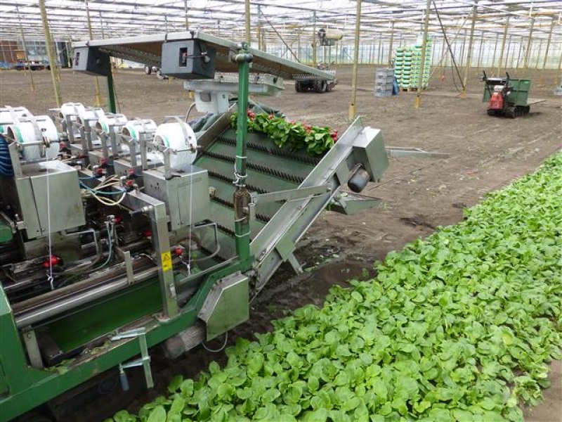 Koppert harvester and bunching machine for radish • Duijndam Machines