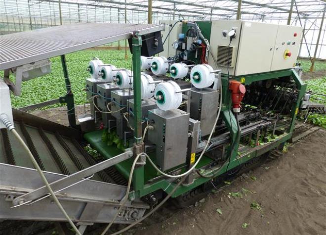 Koppert harvester and bunching machine for radish • Duijndam Machines