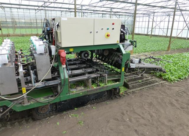 Koppert harvester and bunching machine for radish • Duijndam Machines