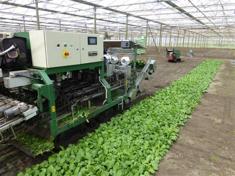 Koppert harvester and bunching machine for radish • Duijndam Machines