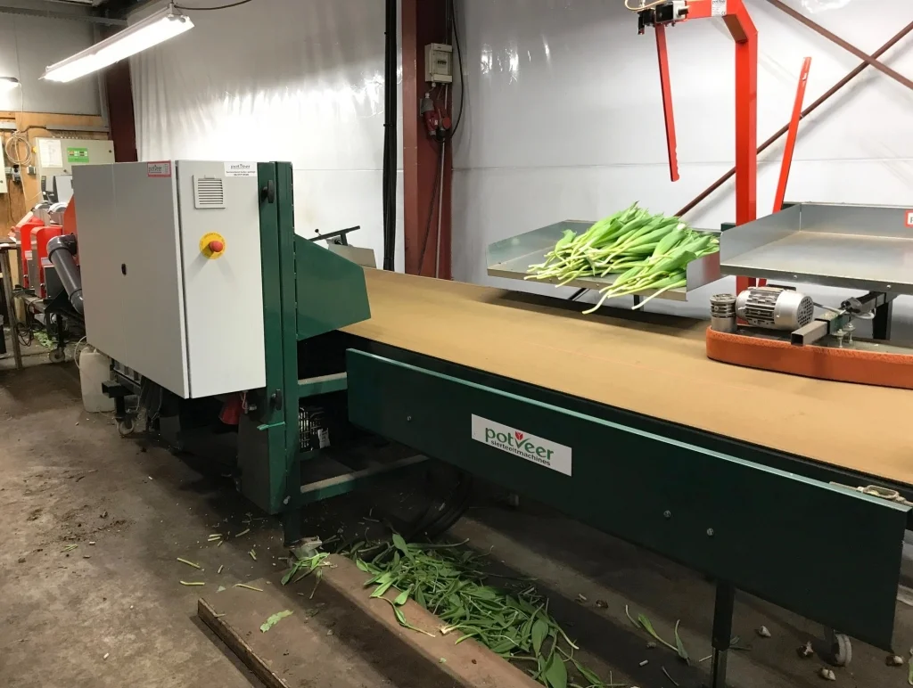 Potveer Quality Buncher Pro bunching machine for tulips • Duijndam Machines