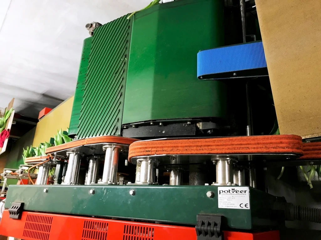 Potveer Quality Buncher Pro bunching machine for tulips • Duijndam Machines
