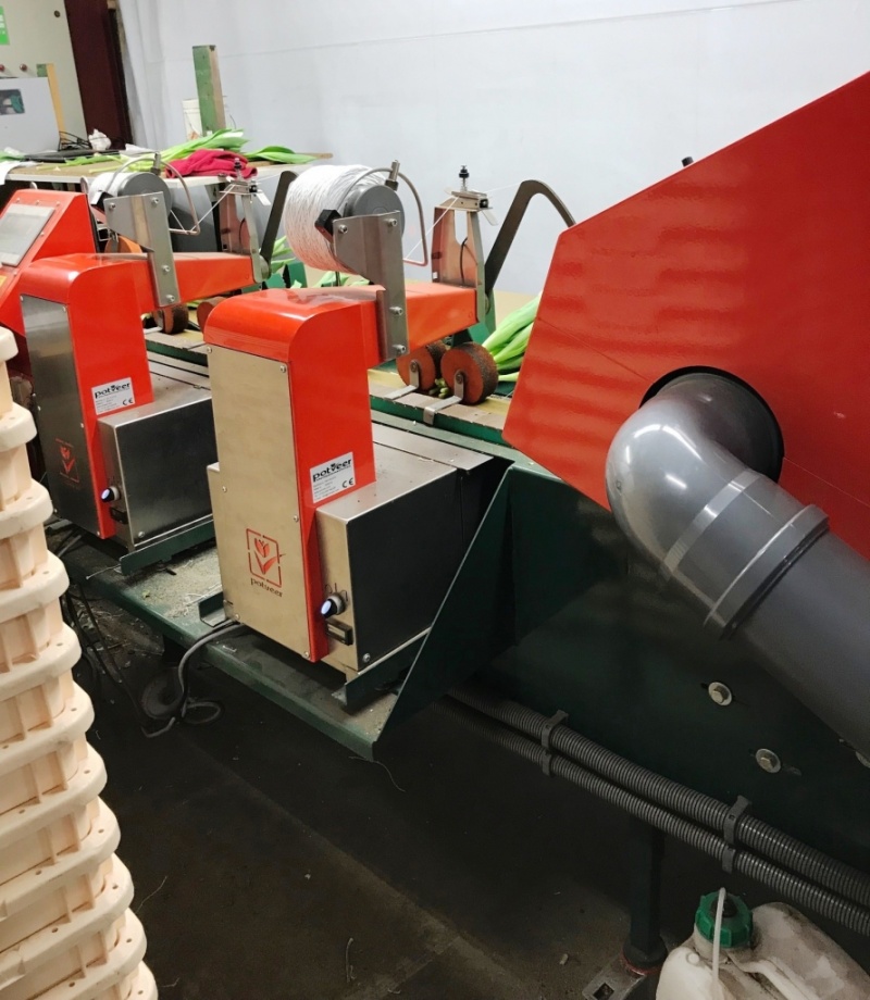Potveer Quality Buncher Pro bunching machine for tulips • Duijndam Machines