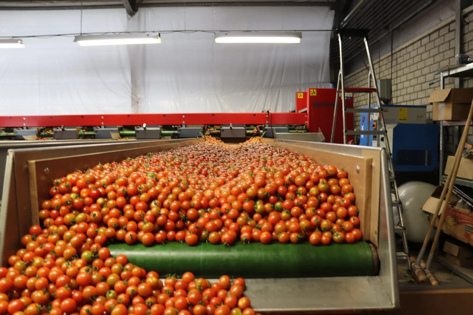 Línea de clasificación de tomates cherry con 2 clasificadoras Aweta KG4 ...