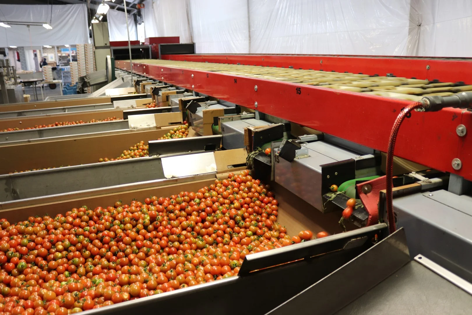 Línea de clasificación de tomates cherry con 2 clasificadoras Aweta KG4 ...