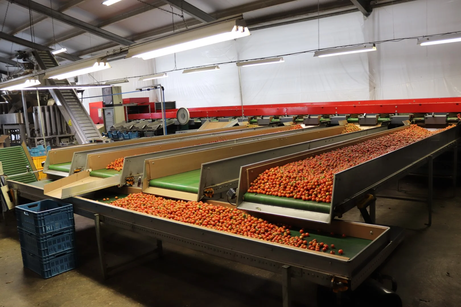 Sorting line for cherry tomatoes with 2 Aweta KG4-16 sorting machines ...