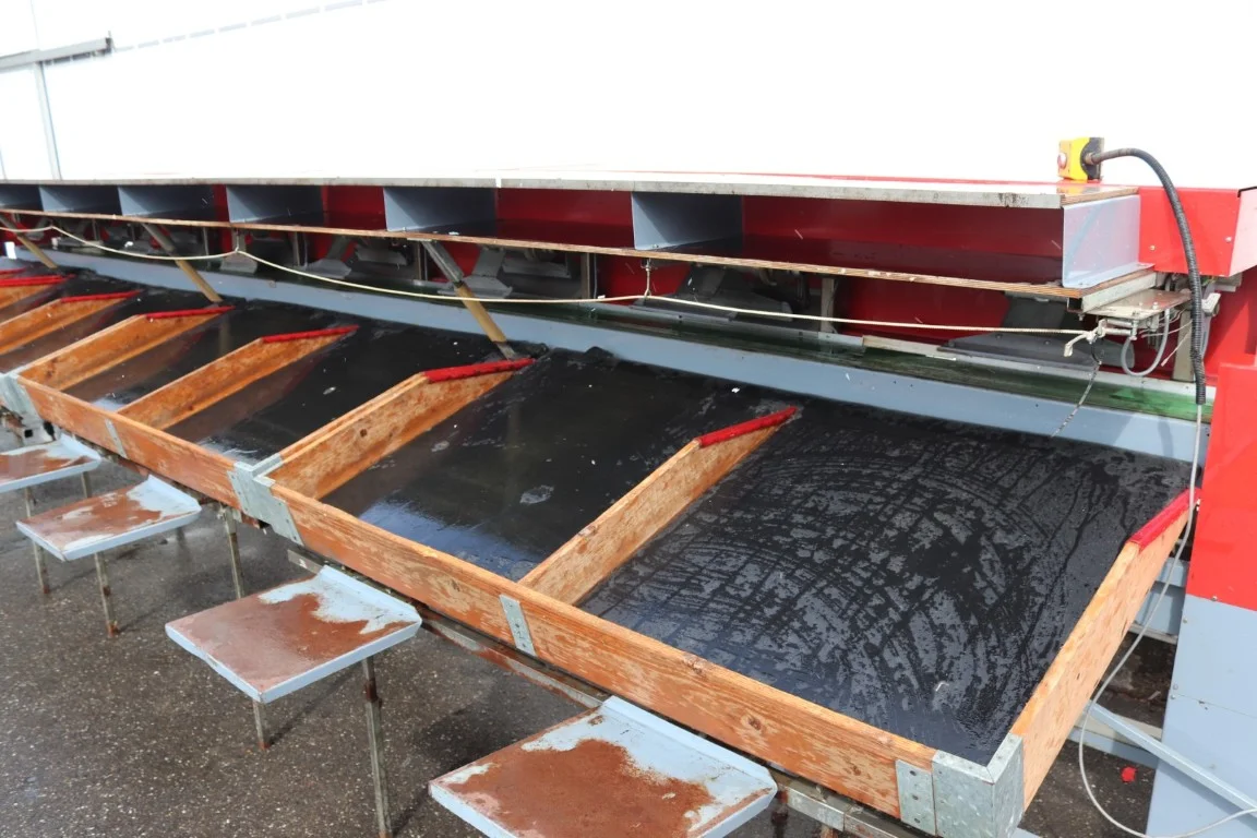 Aweta E8 cucumber sorting machine with feeding conveyor • Duijndam Machines