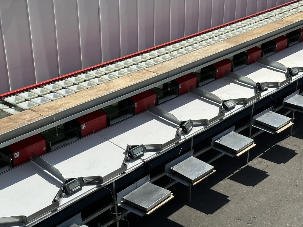 Aweta GM 2-10 sorting machine for peppers • Duijndam Machines