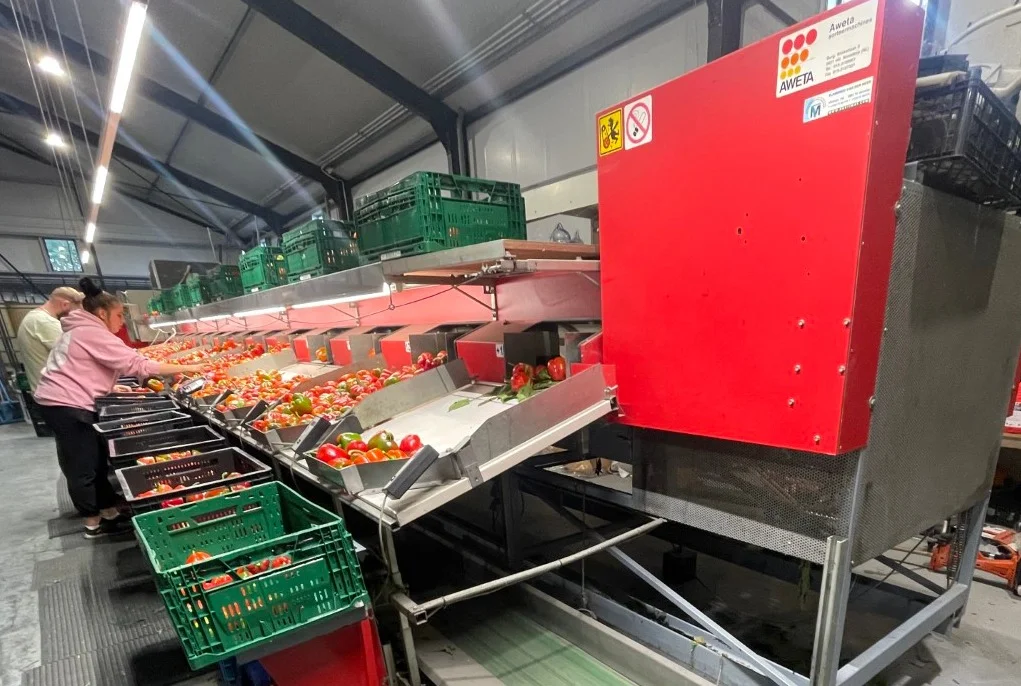 Aweta GMB4-12+1 pepper sorting machine with elevator and scales • Duijndam Machines