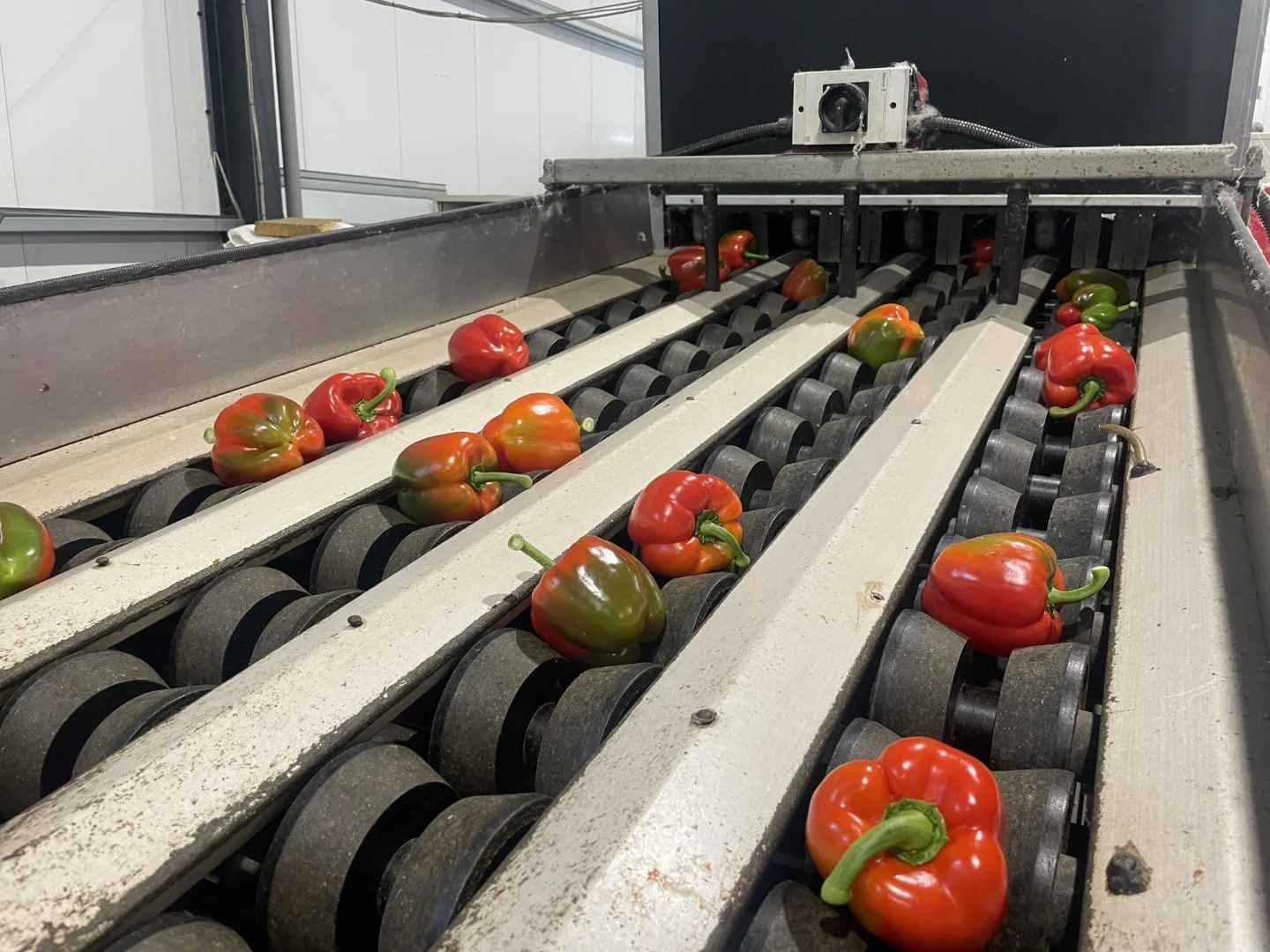 Aweta GMB4-12+1 pepper sorting machine with elevator and scales ...