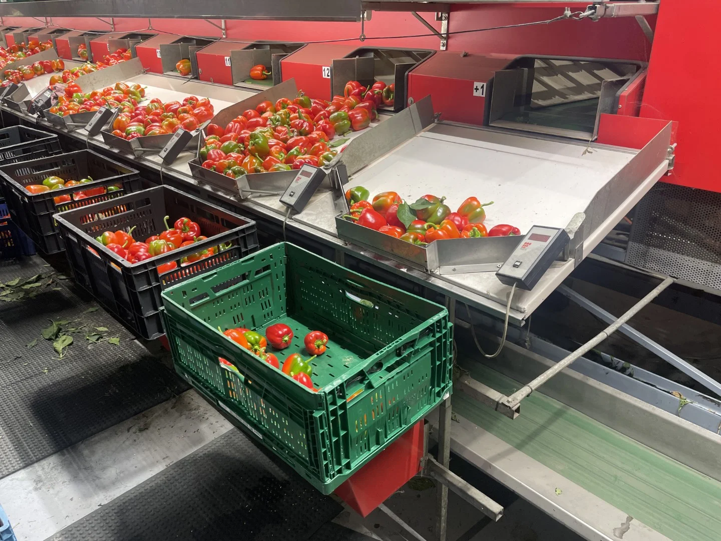 Aweta GMB4-12+1 pepper sorting machine with elevator and scales ...