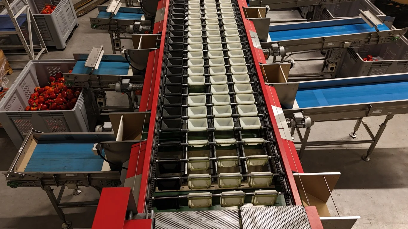 Aweta GMC 4-16+1 pepper sorting machine • Duijndam Machines