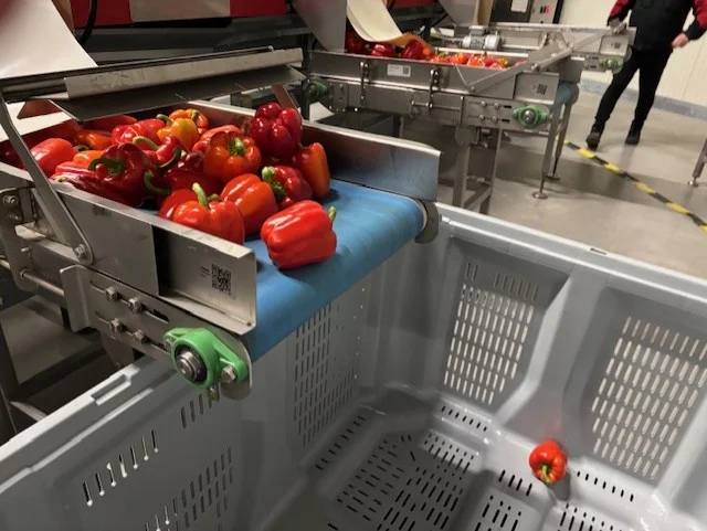 Aweta GMC 4-16+1 pepper sorting machine • Duijndam Machines