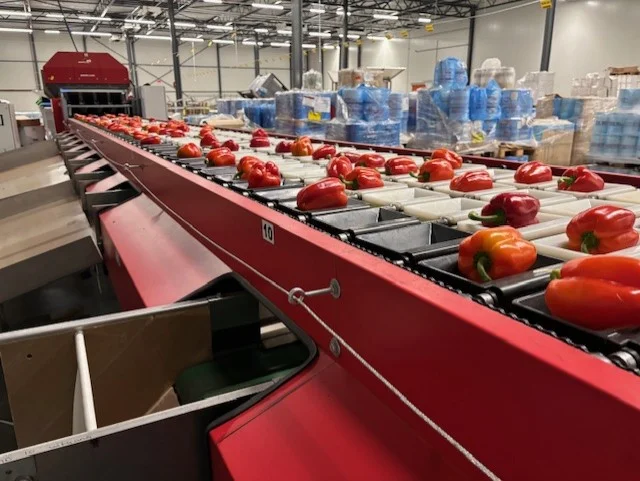 Aweta GMC 4-16+1 pepper sorting machine • Duijndam Machines