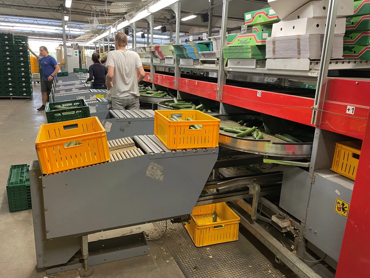 Aweta GSM 10 weight and length sorting machine for cucumbers • Duijndam ...