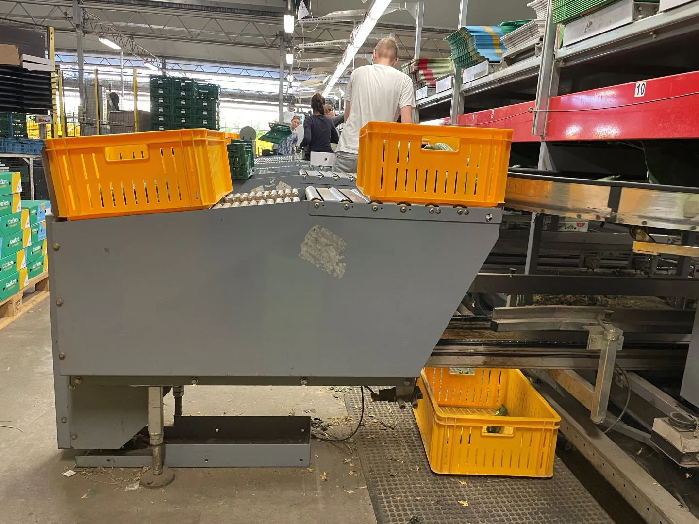 Aweta GSM 10 weight and length sorting machine for cucumbers • Duijndam ...