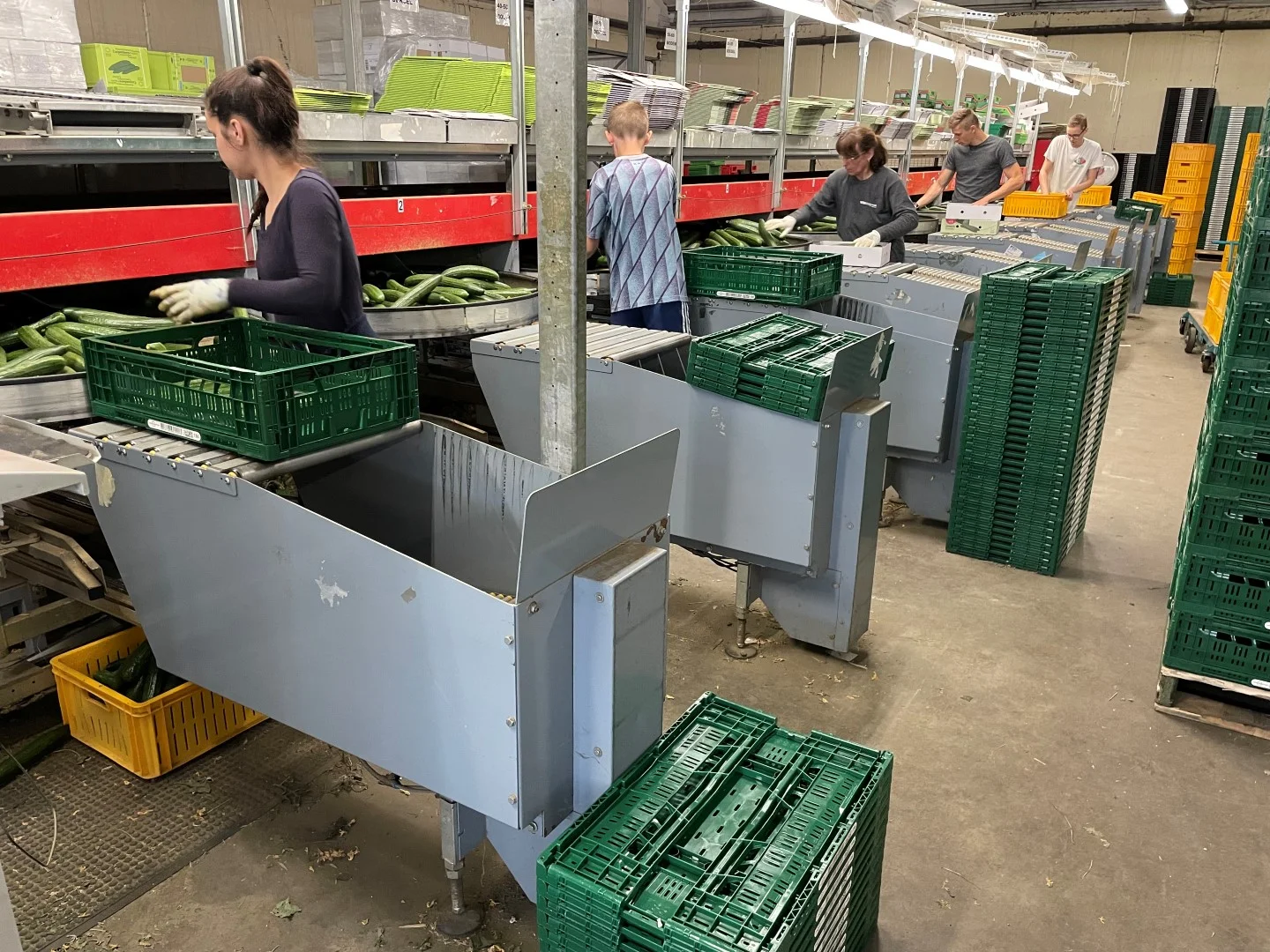 Aweta GSM 10 weight and length sorting machine for cucumbers • Duijndam ...