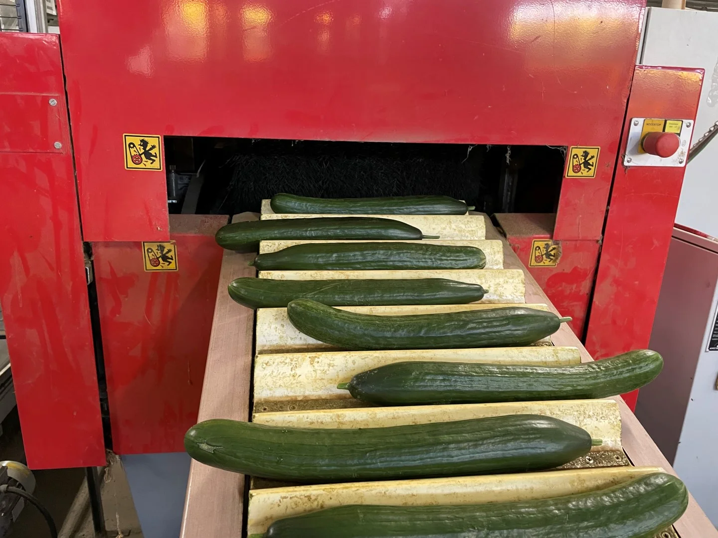 Aweta GSM 10 weight and length sorting machine for cucumbers • Duijndam ...