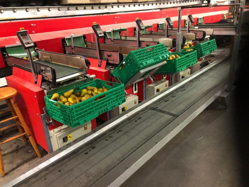 Aweta AF-50 kleinkistenvullers voor appels • Duijndam Machines