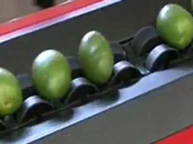 Aweta Megastar 1-10+1 sorting machine for mango • Duijndam Machines