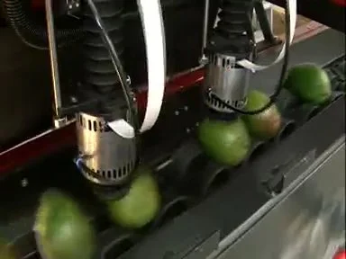 Aweta Megastar 1-10+1 sorting machine for mango • Duijndam Machines