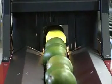 Aweta Megastar 1-10+1 sorting machine for mango • Duijndam Machines