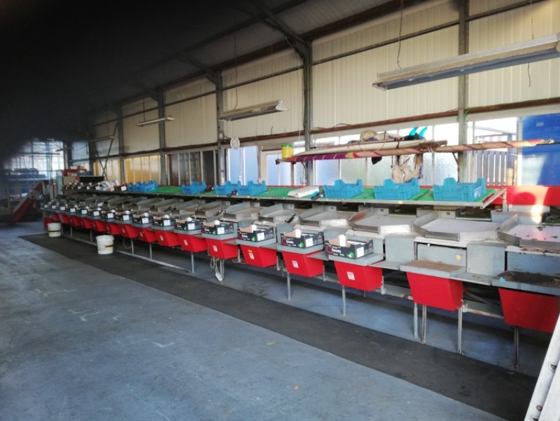Aweta KG3-16 tomato sorting machine colour and weight grader • Duijndam ...