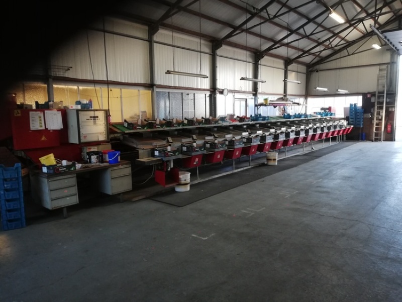 Aweta KG3-16 tomato sorting machine colour and weight grader • Duijndam ...