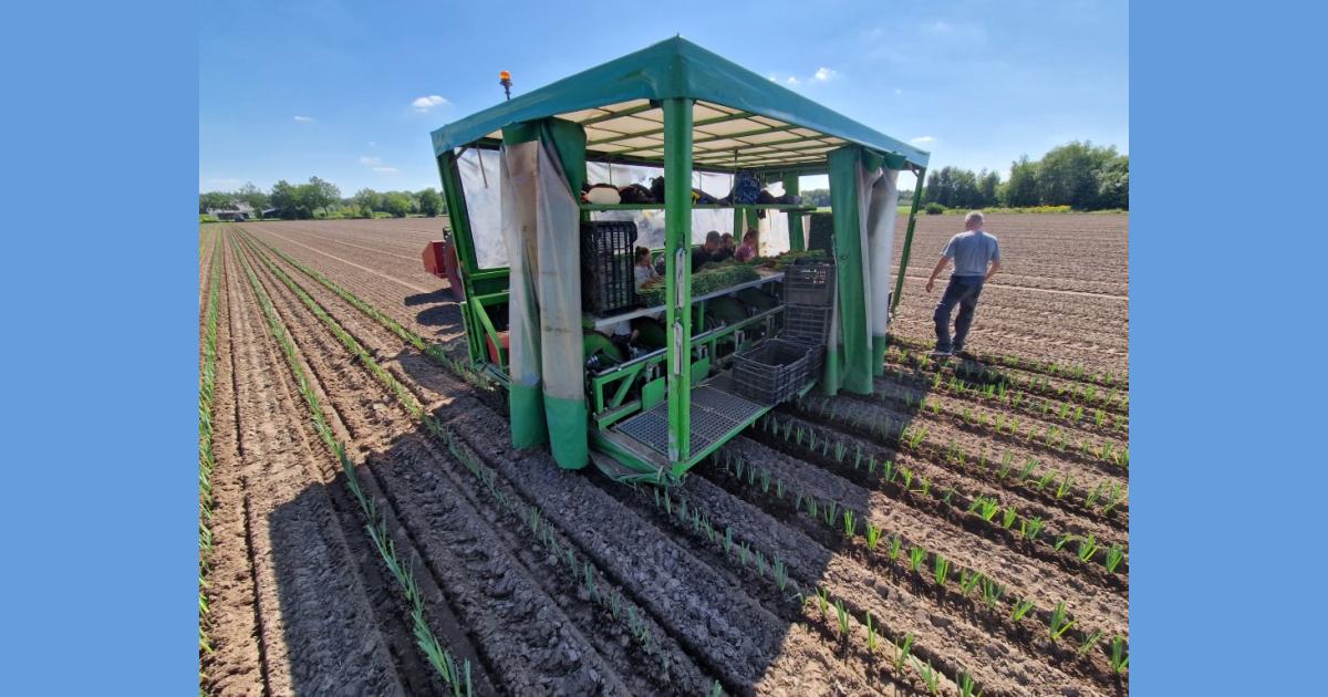 Basrijs leek planter with 7 rows • Duijndam Machines