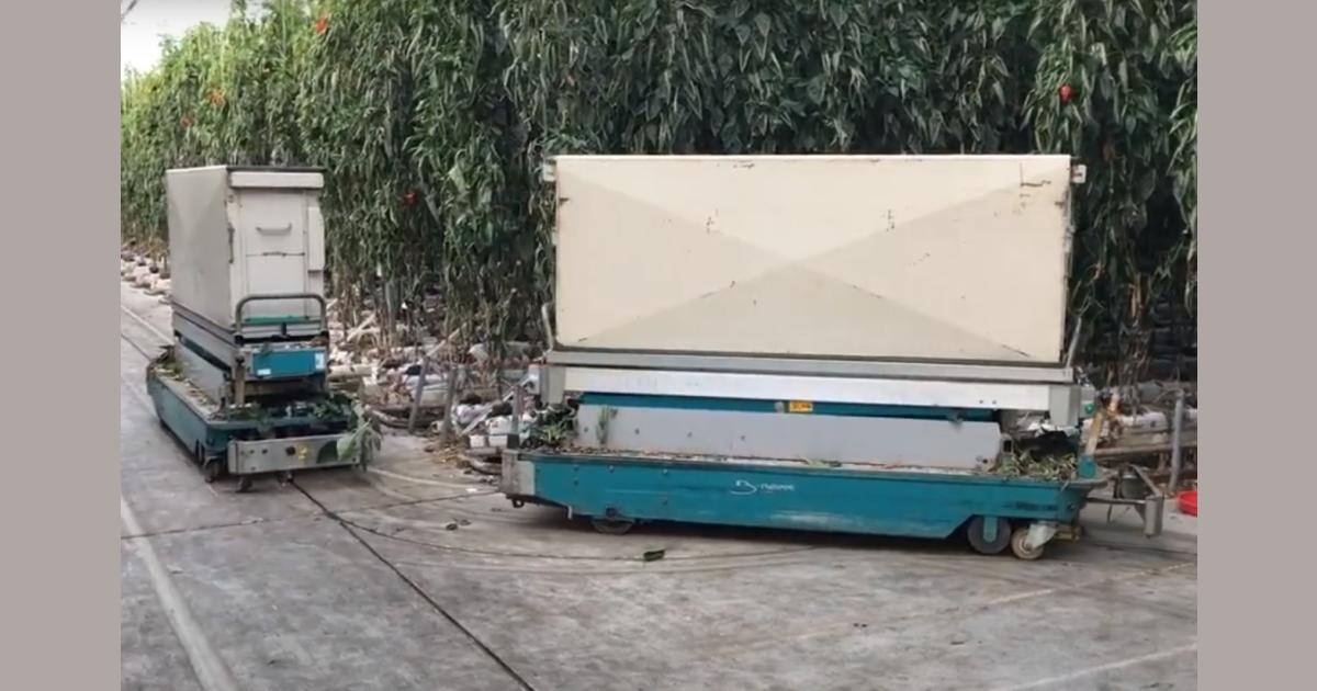 Berg harvesting system for bell pepper with 15 automatic driven ...