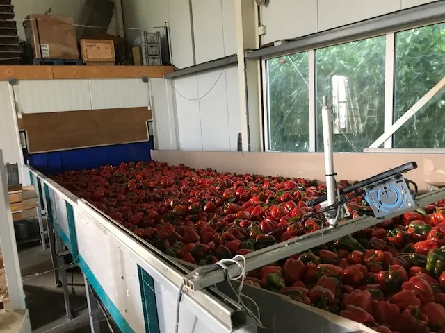 Berg harvesting system for bell pepper with 15 automatic driven ...