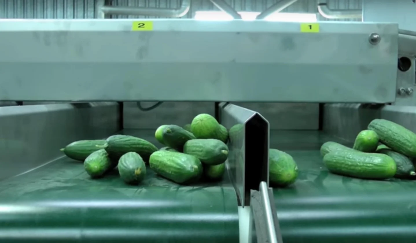 New Christiaens mini - midi cucumber sorting machine • Duijndam Machines