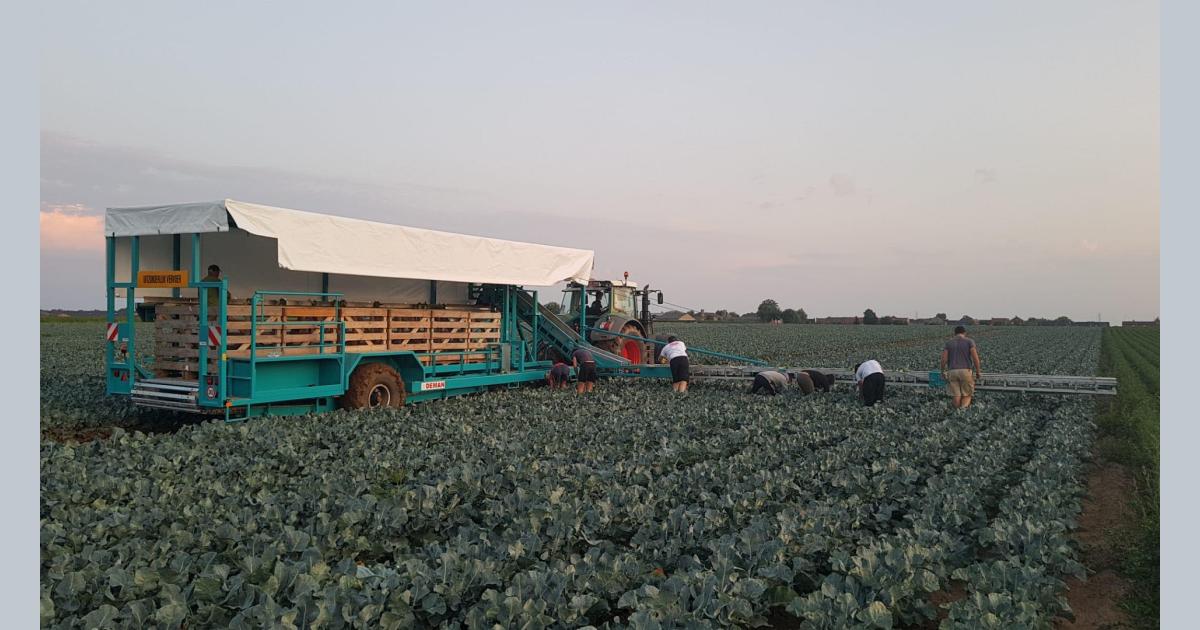 Deman harvesting trailer for cabbage and broccoli with harvesting belt ...