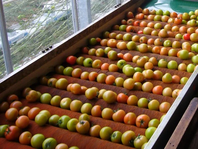 B &S dryer for tomatoes with elevator • Duijndam Machines