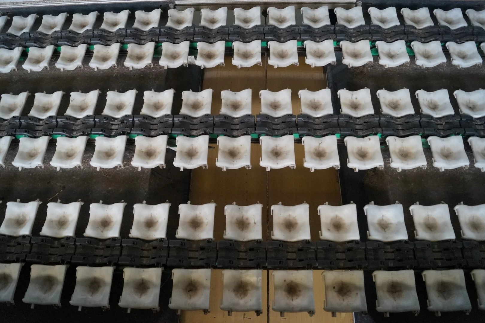 Greefa Geosort weight grader for flower bulbs, garlic or onions ...