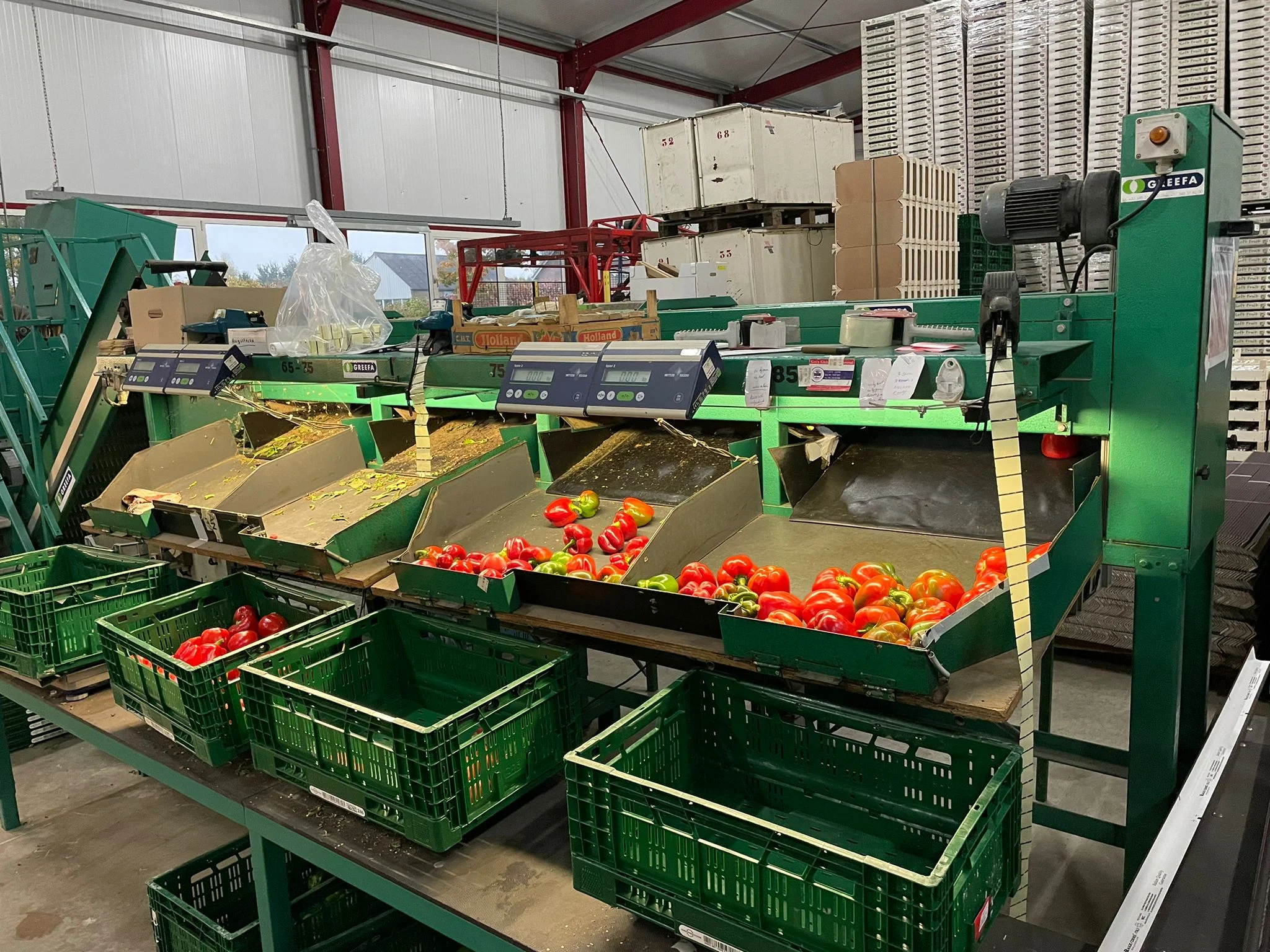 Greefa sorting machine for peppers • Duijndam Machines