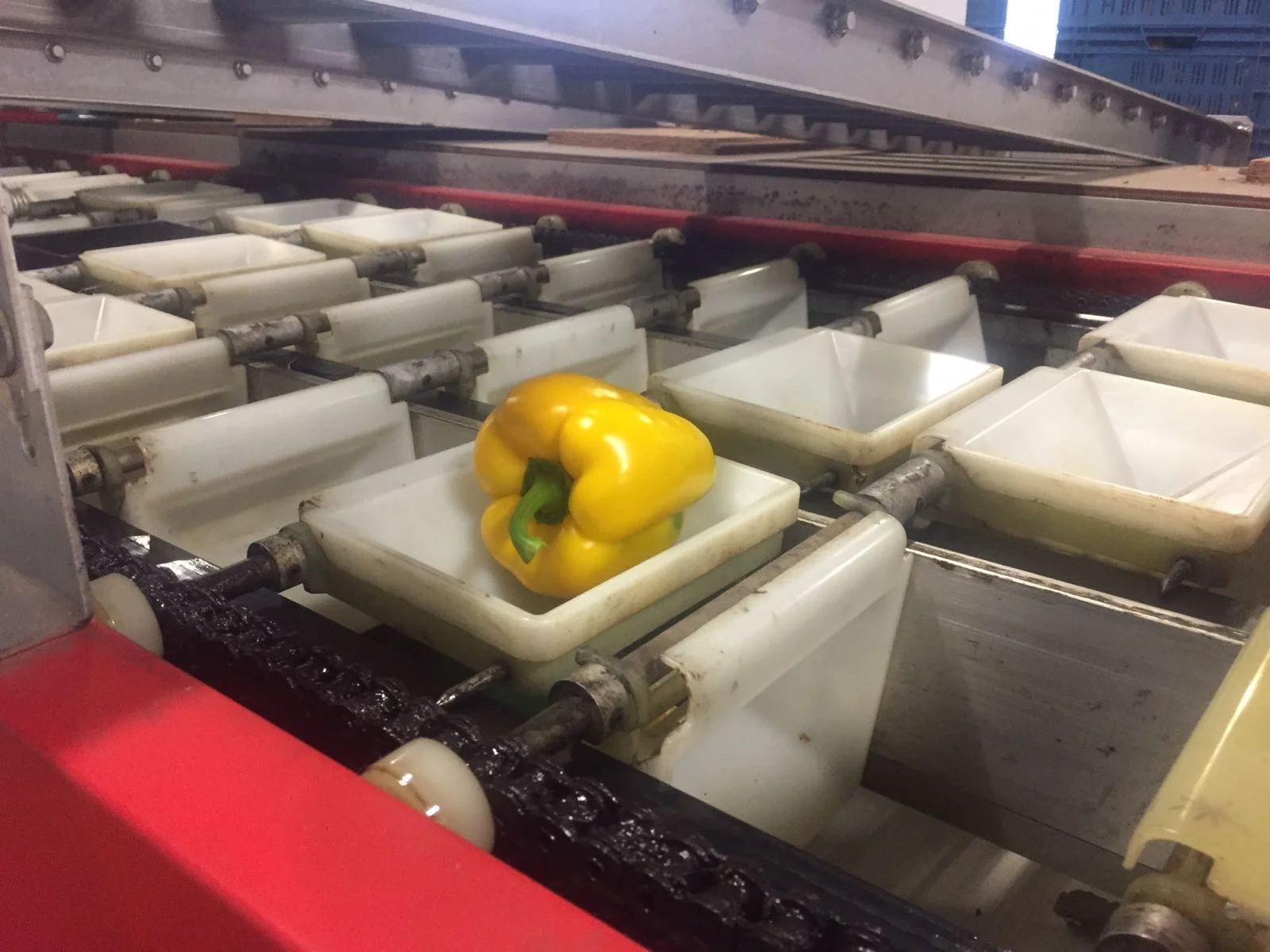 Aweta G3-8 electronic weight grader for peppers • Duijndam Machines