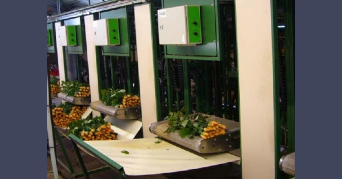 Jamafa rose processing machine with 6 stations • Duijndam Machines