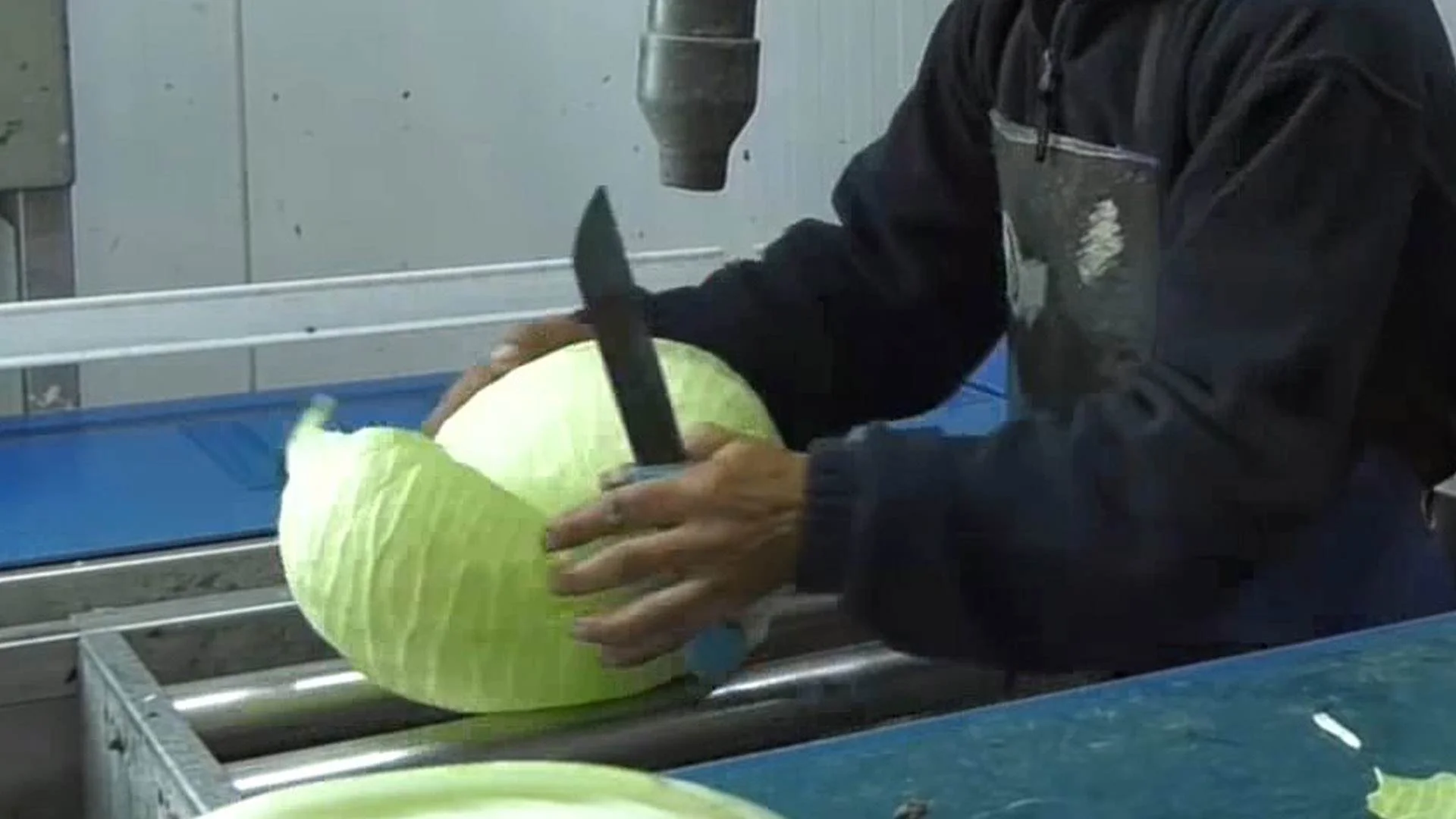 GTI Blower for cabbage • Duijndam Machines