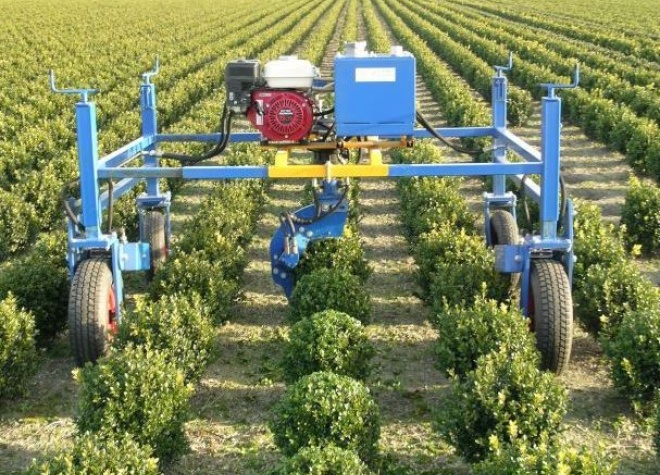 Lommers pruning machine for Buxus trees • Duijndam Machines