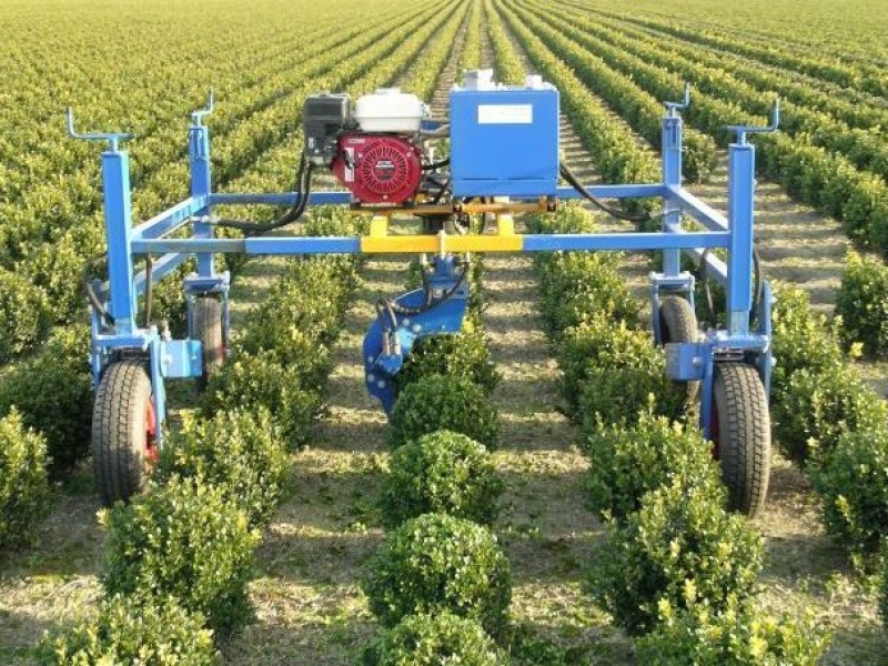 Lommers pruning machine for Buxus trees • Duijndam Machines