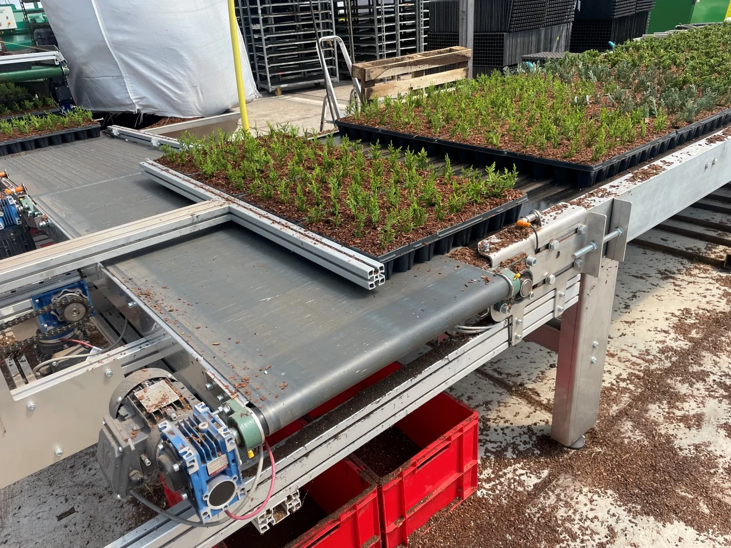 New buffer conveyor with pusher for potplants and trays • Duijndam Machines