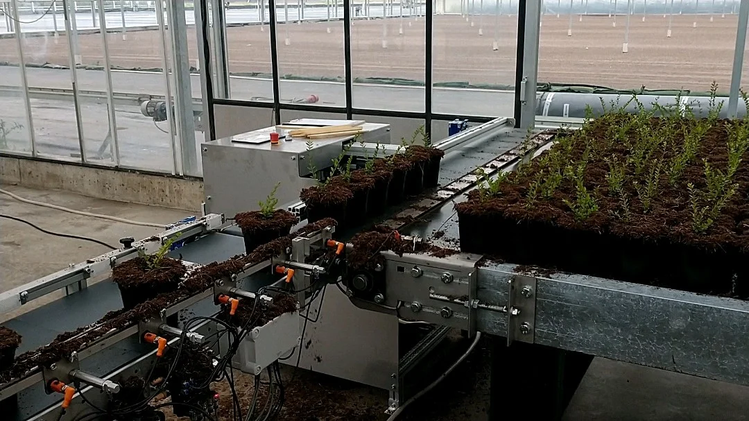 New buffer conveyor with pusher for potplants and trays • Duijndam Machines