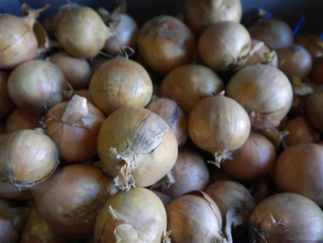 New onion topper with 8 rollers • Duijndam Machines