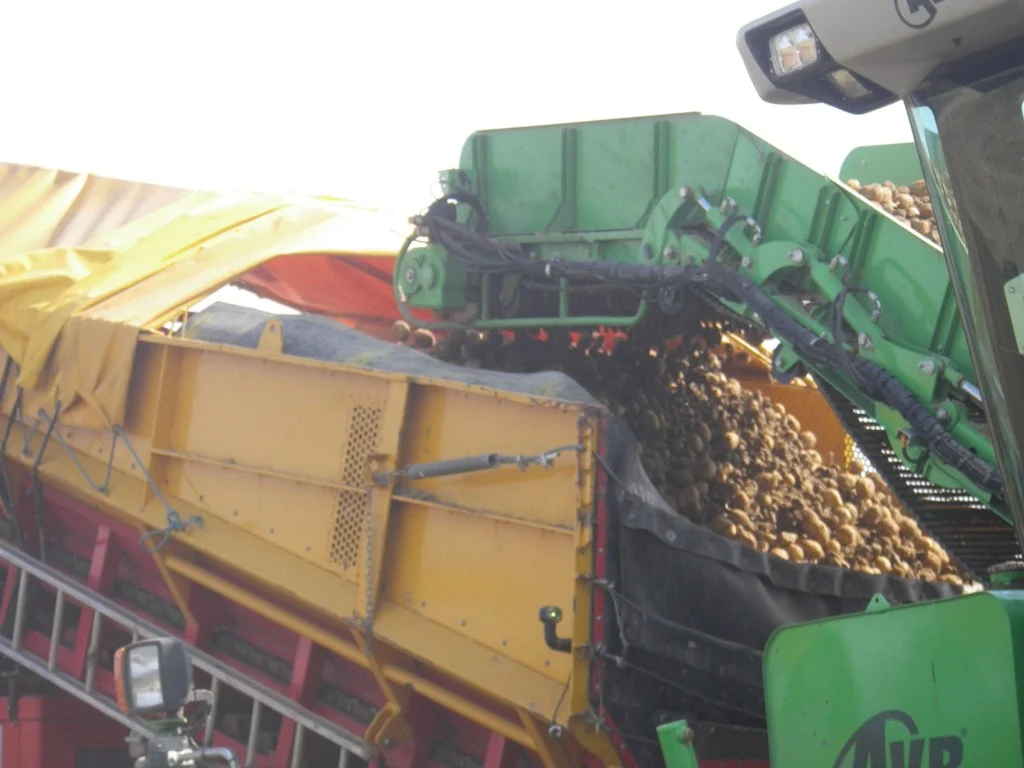 Spinnekop Combine receiving hopper with cleaner ,inspection conveyor ...